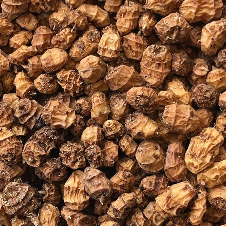 Souchet comestible - Bio - Jardins de l'écoumène