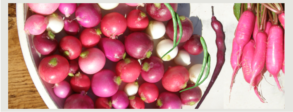 Histoire de légumes : les radis - Jardins de l'écoumène