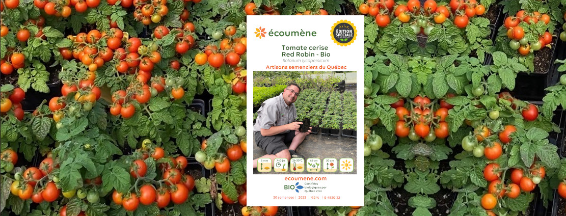 Une exclusivité : la tomate Red Robin, lignée de Martin Lejardinier ...