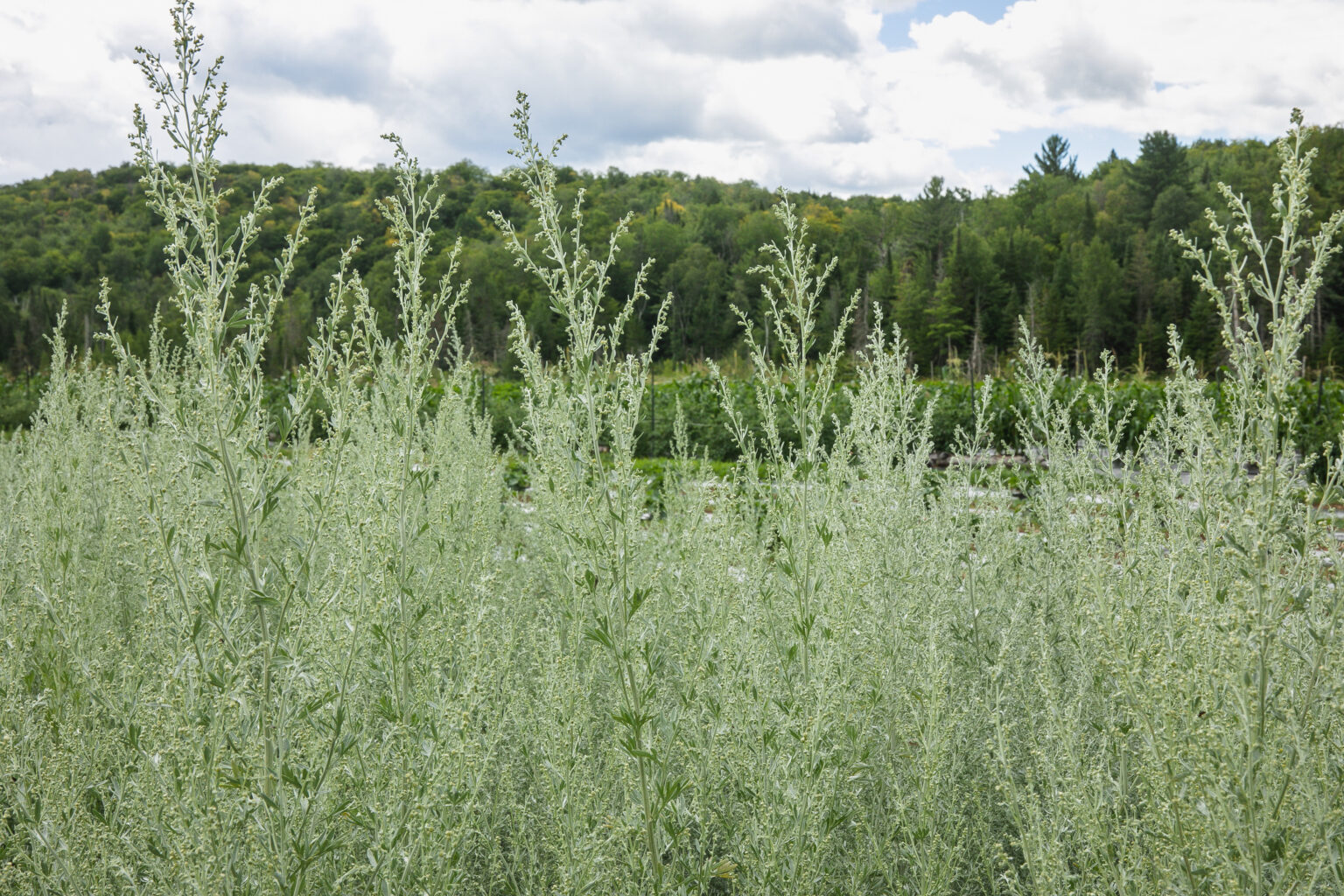 Vivace - Jardins de l'écoumène